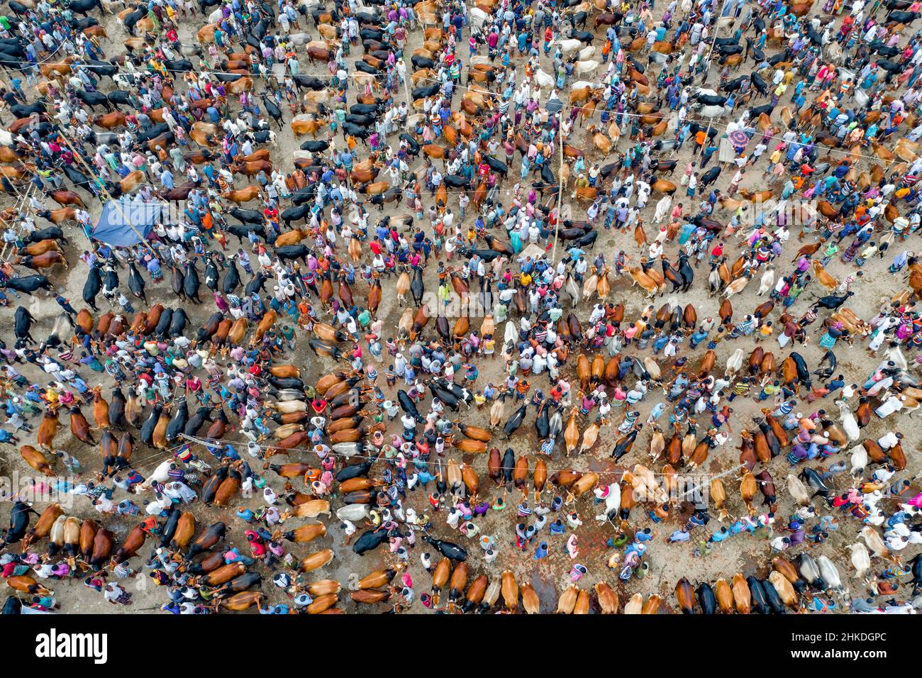 Thousands of cows are lined up to be sold at a bustling cattle market ...