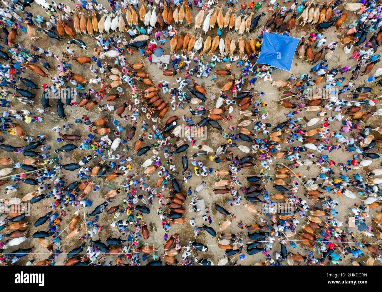 Thousands of cows are lined up to be sold at a bustling cattle market ...