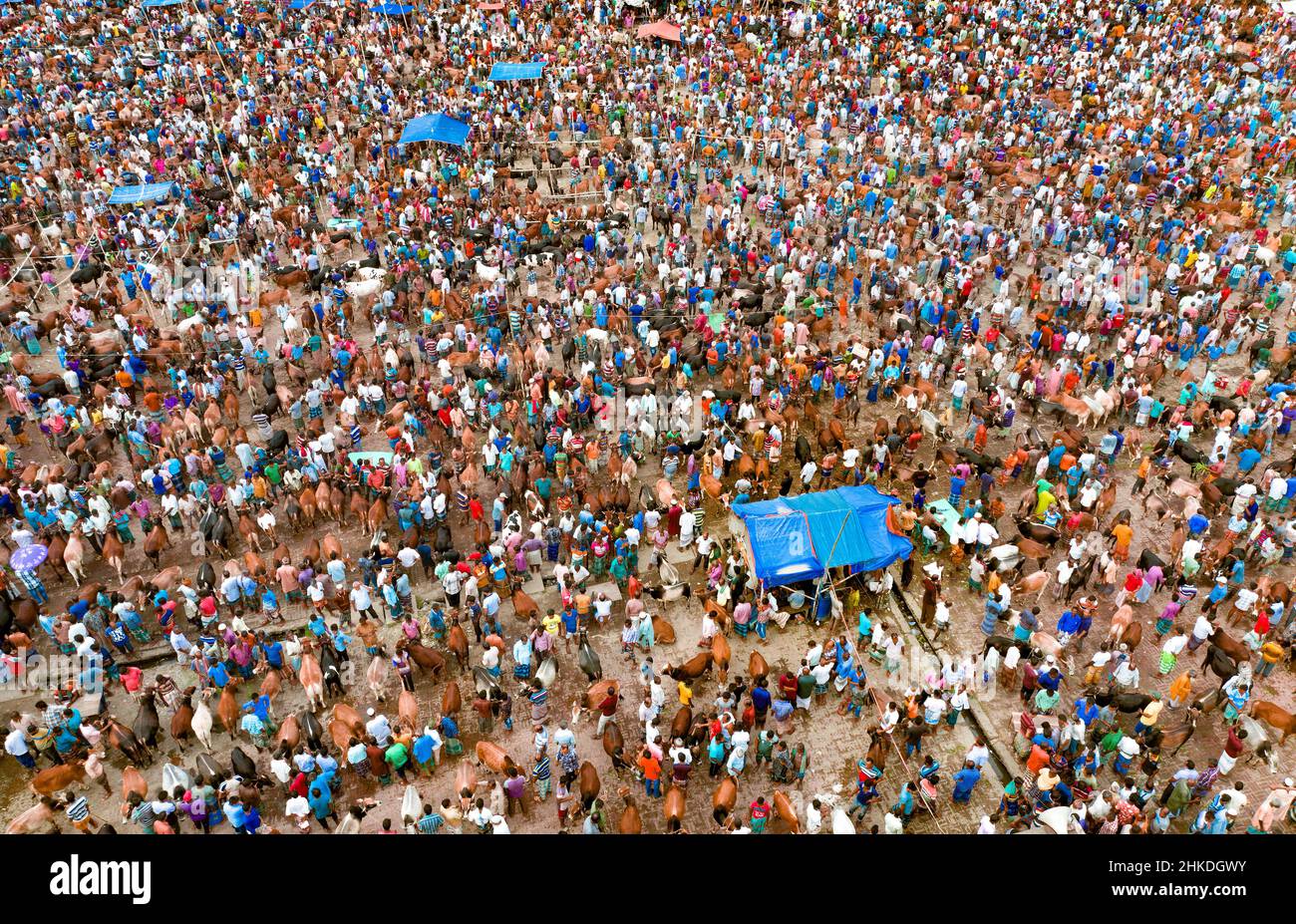 Thousands of cows are lined up to be sold at a bustling cattle market ...