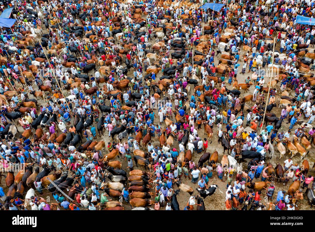 Thousands of cows are lined up to be sold at a bustling cattle market ...