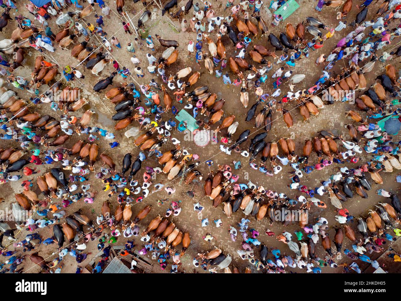 Thousands of cows are lined up to be sold at a bustling cattle market ...