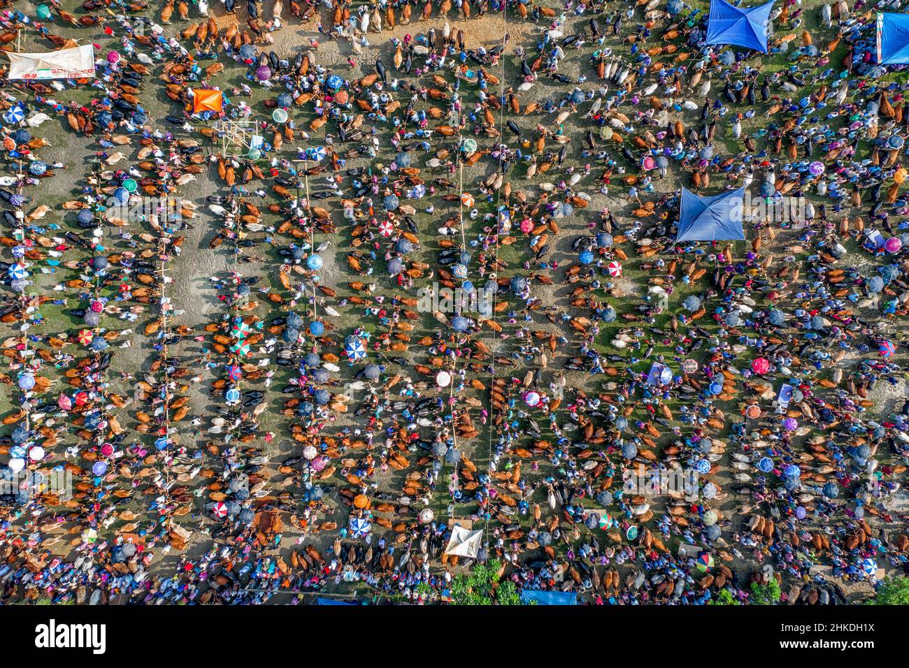 Thousands of cows are lined up to be sold at a bustling cattle market ...