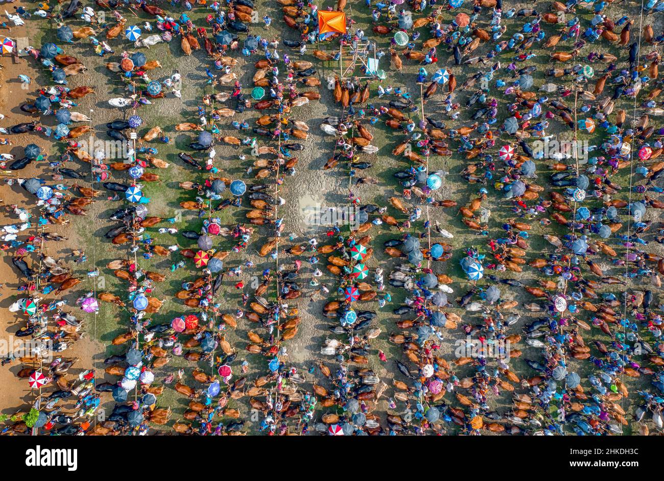 Thousands of cows are lined up to be sold at a bustling cattle market ...