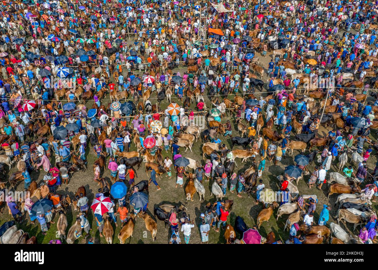 Thousands of cows are lined up to be sold at a bustling cattle market ...