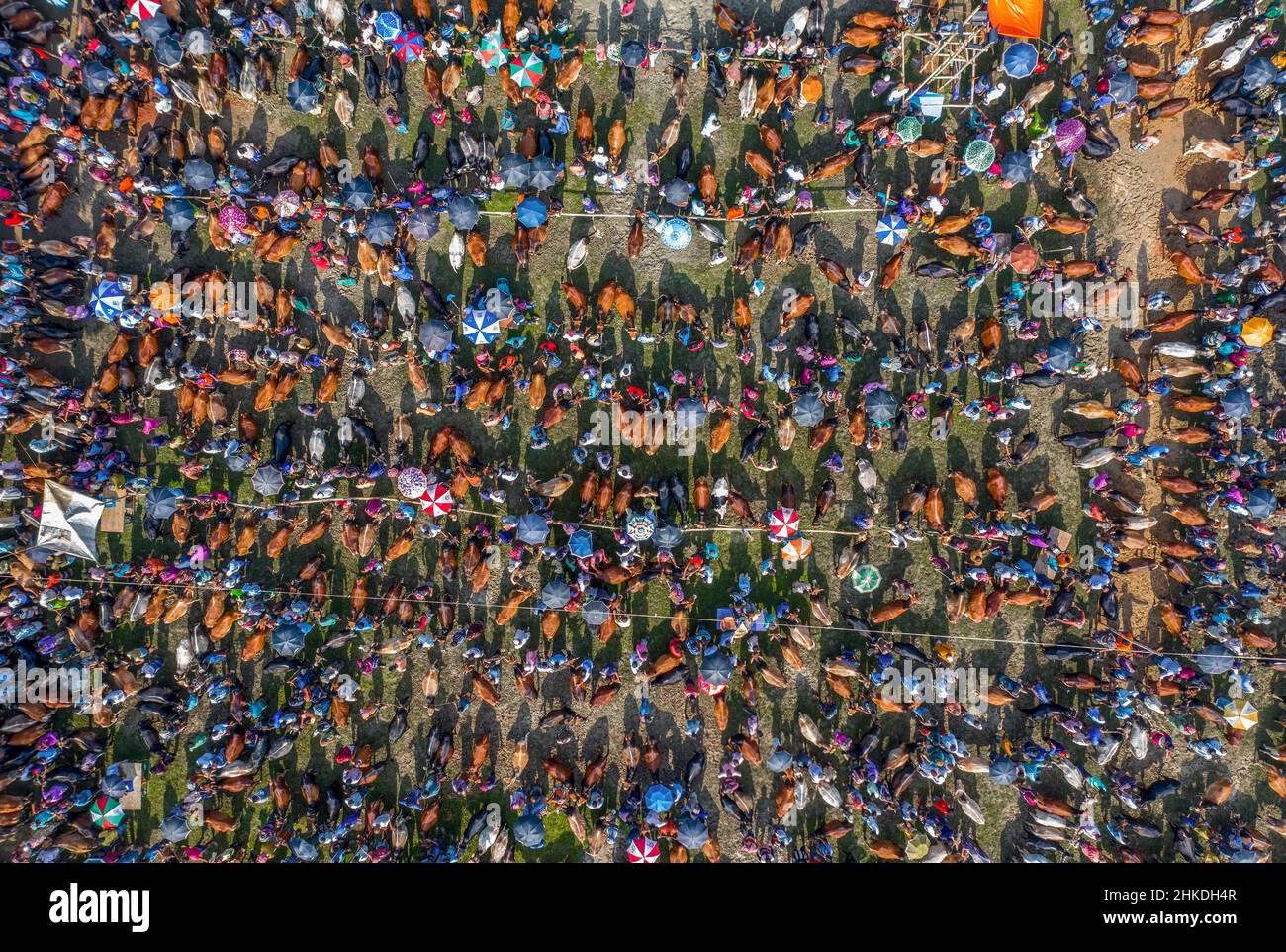Thousands of cows are lined up to be sold at a bustling cattle market ...