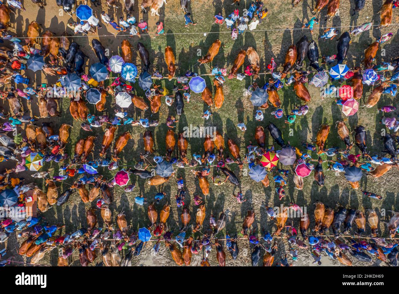 Thousands of cows are lined up to be sold at a bustling cattle market ...