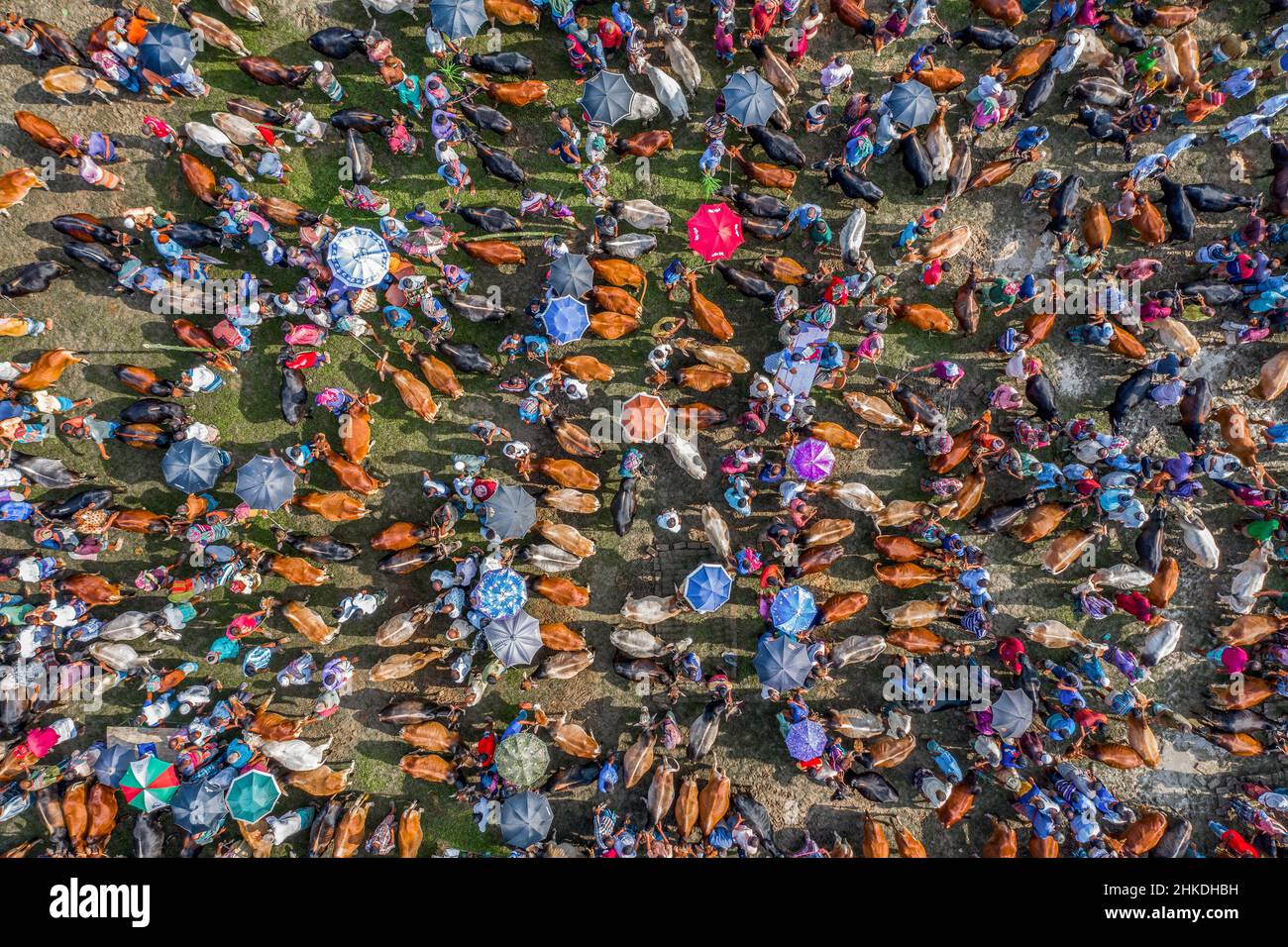 Thousands of cows are lined up to be sold at a bustling cattle market ...