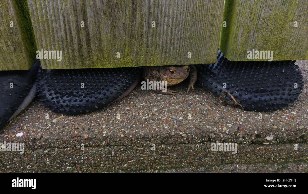 Frog fence hi-res stock photography and images - Alamy