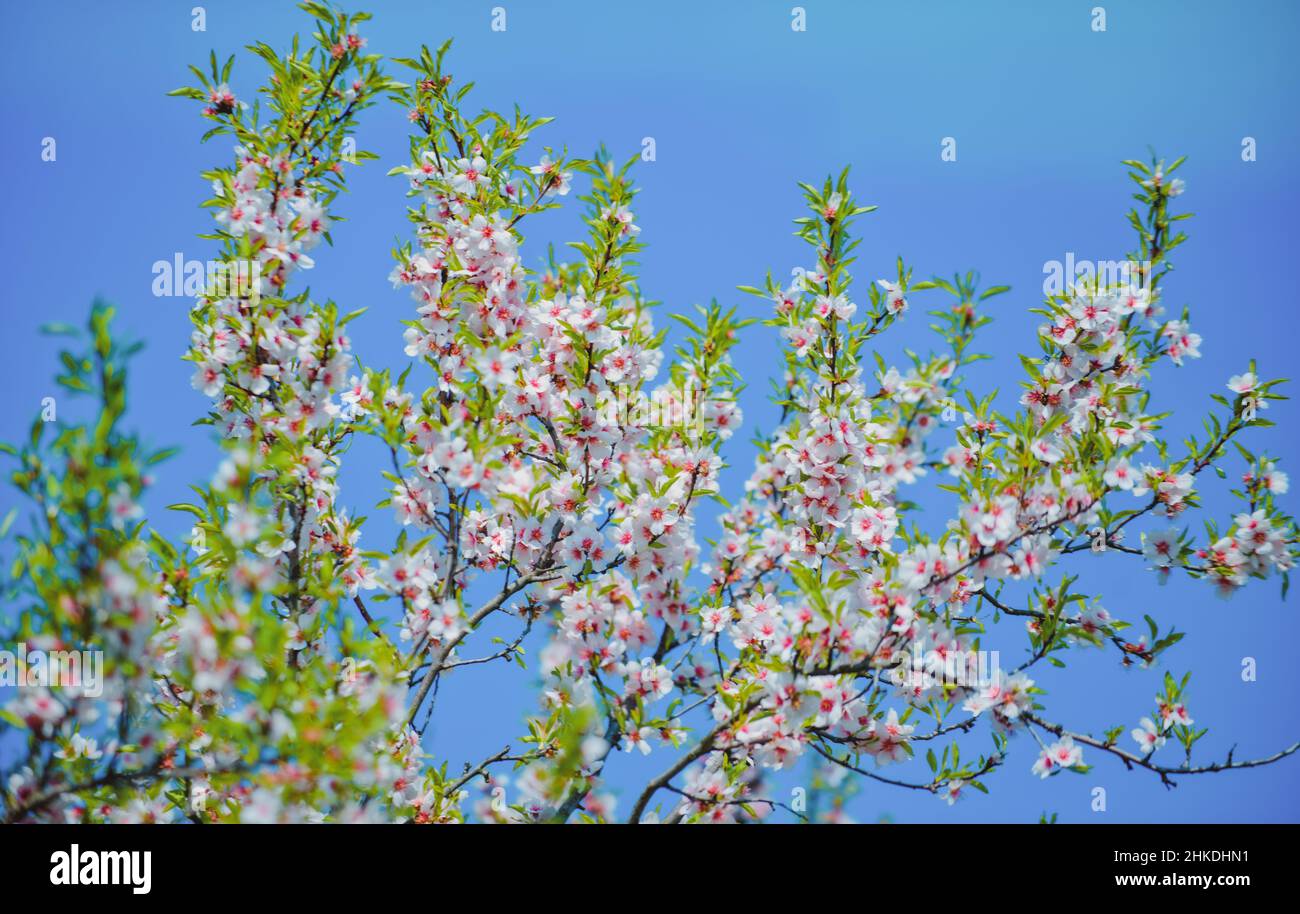 Springtime blossom trees. Beautiful nature blooming tree. Spring ...