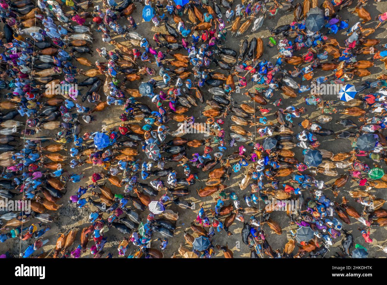 Thousands of cows are lined up to be sold at a bustling cattle market ...