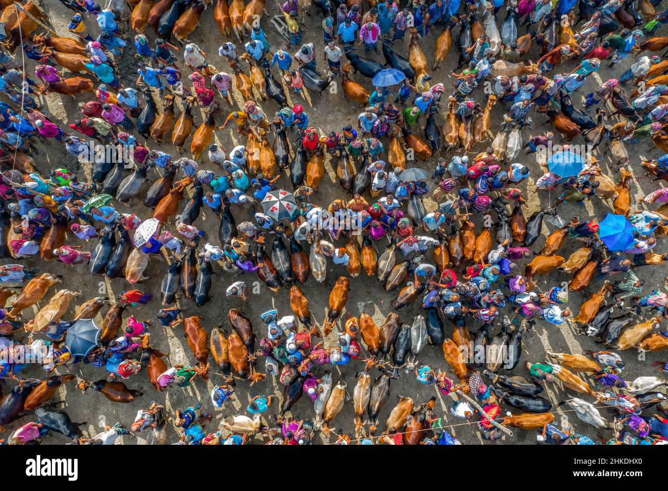 Thousands of cows are lined up to be sold at a bustling cattle market ...