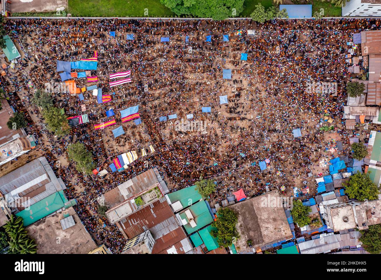 Thousands of cows are lined up to be sold at a bustling cattle market ...