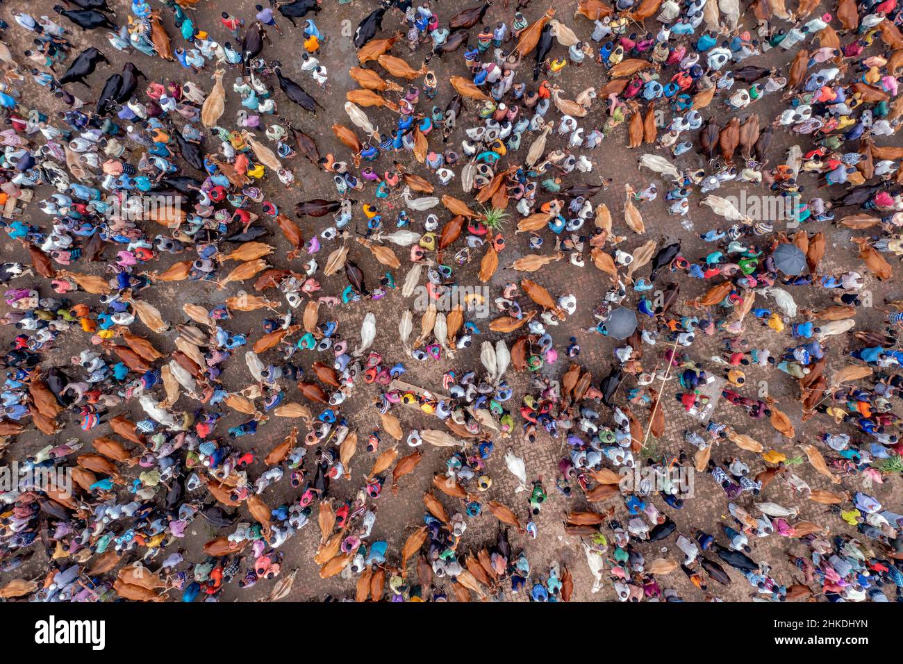 Thousands of cows are lined up to be sold at a bustling cattle market ...