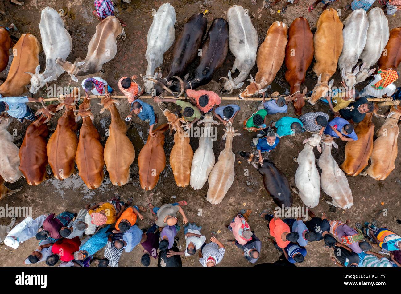Thousands of cows are lined up to be sold at a bustling cattle market ...