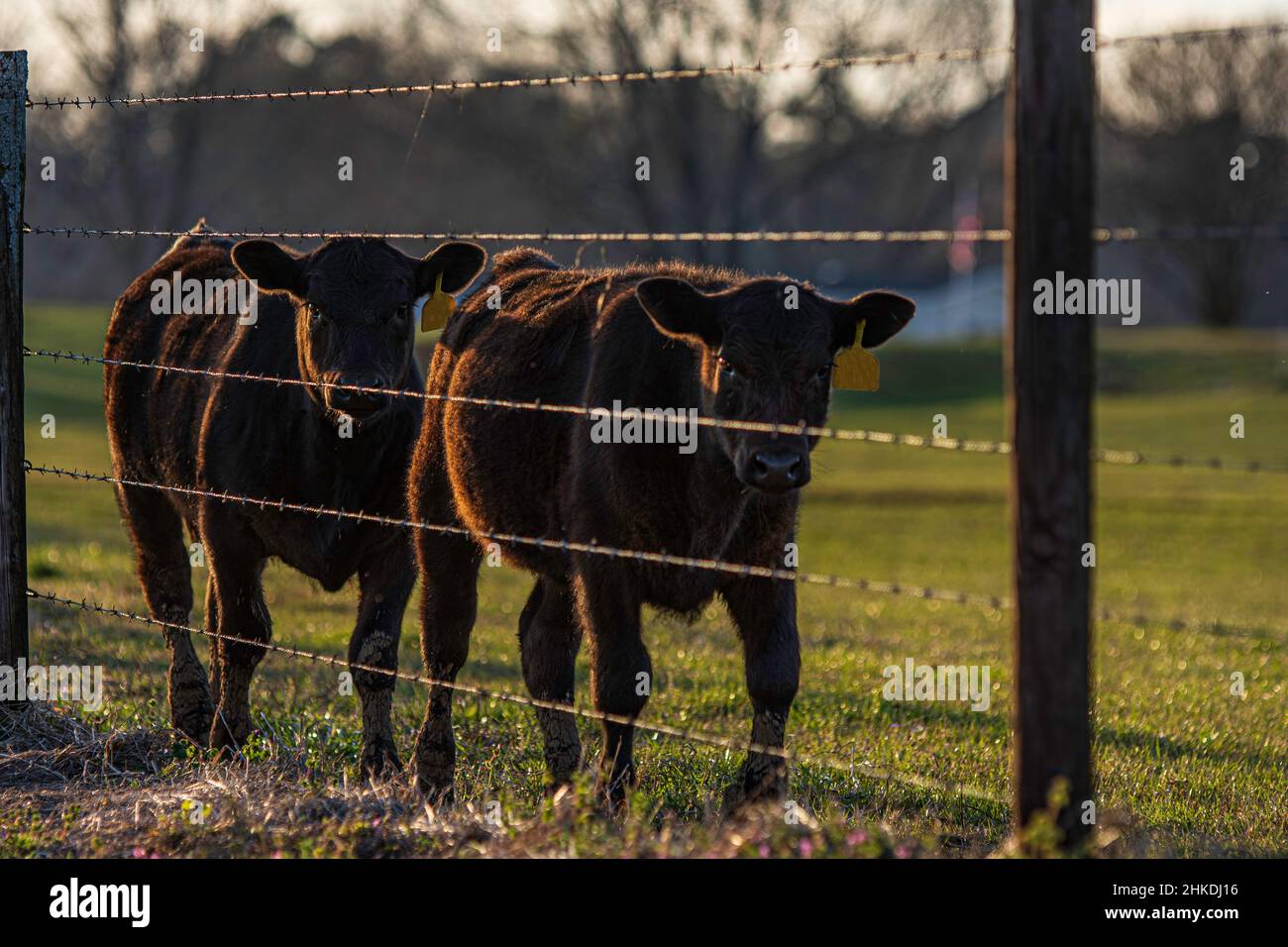 Angus strand hi-res stock photography and images - Alamy
