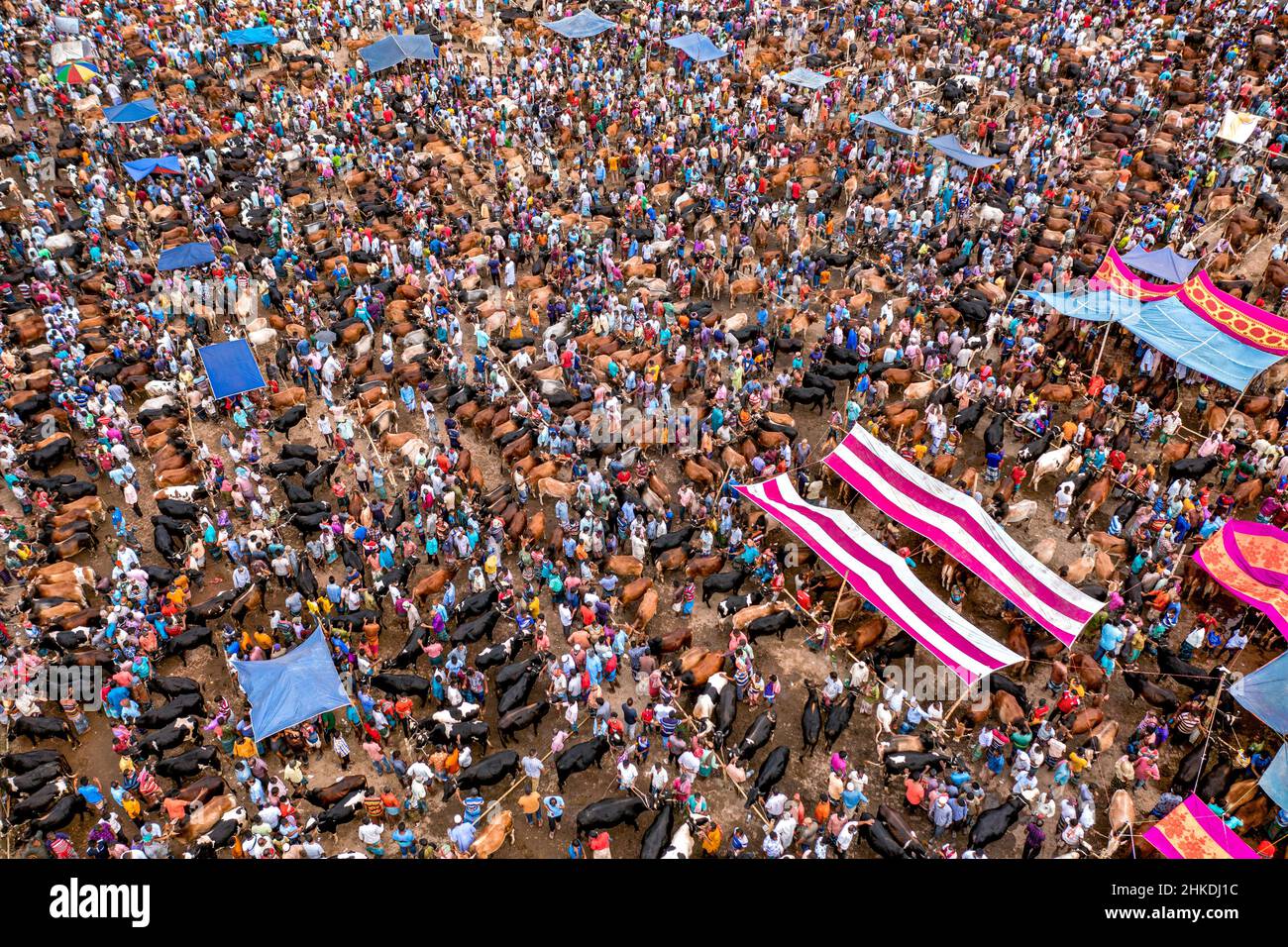 Thousands of cows are lined up to be sold at a bustling cattle market ...