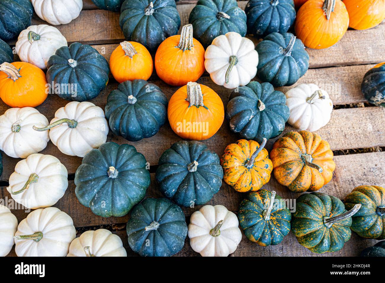 Mini pumpkins overhead hi-res stock photography and images - Alamy