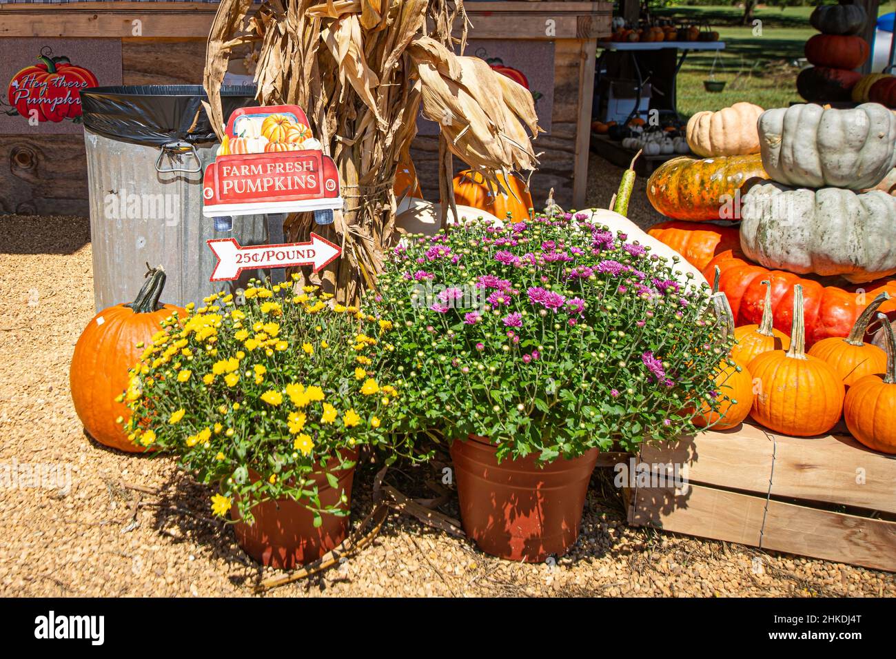 Colorful autumn display mums pumpkins hi-res stock photography and ...