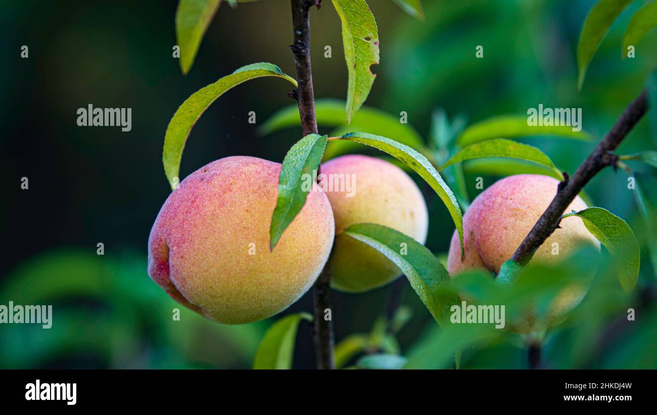 Peaches ripen hi-res stock photography and images - Alamy