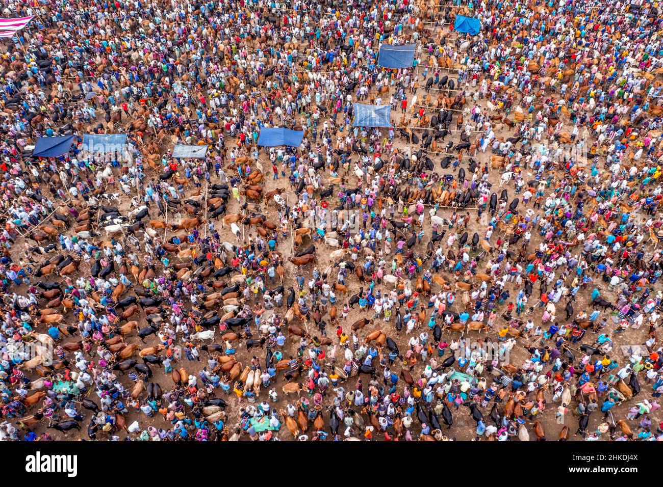 Thousands of cows are lined up to be sold at a bustling cattle market ...