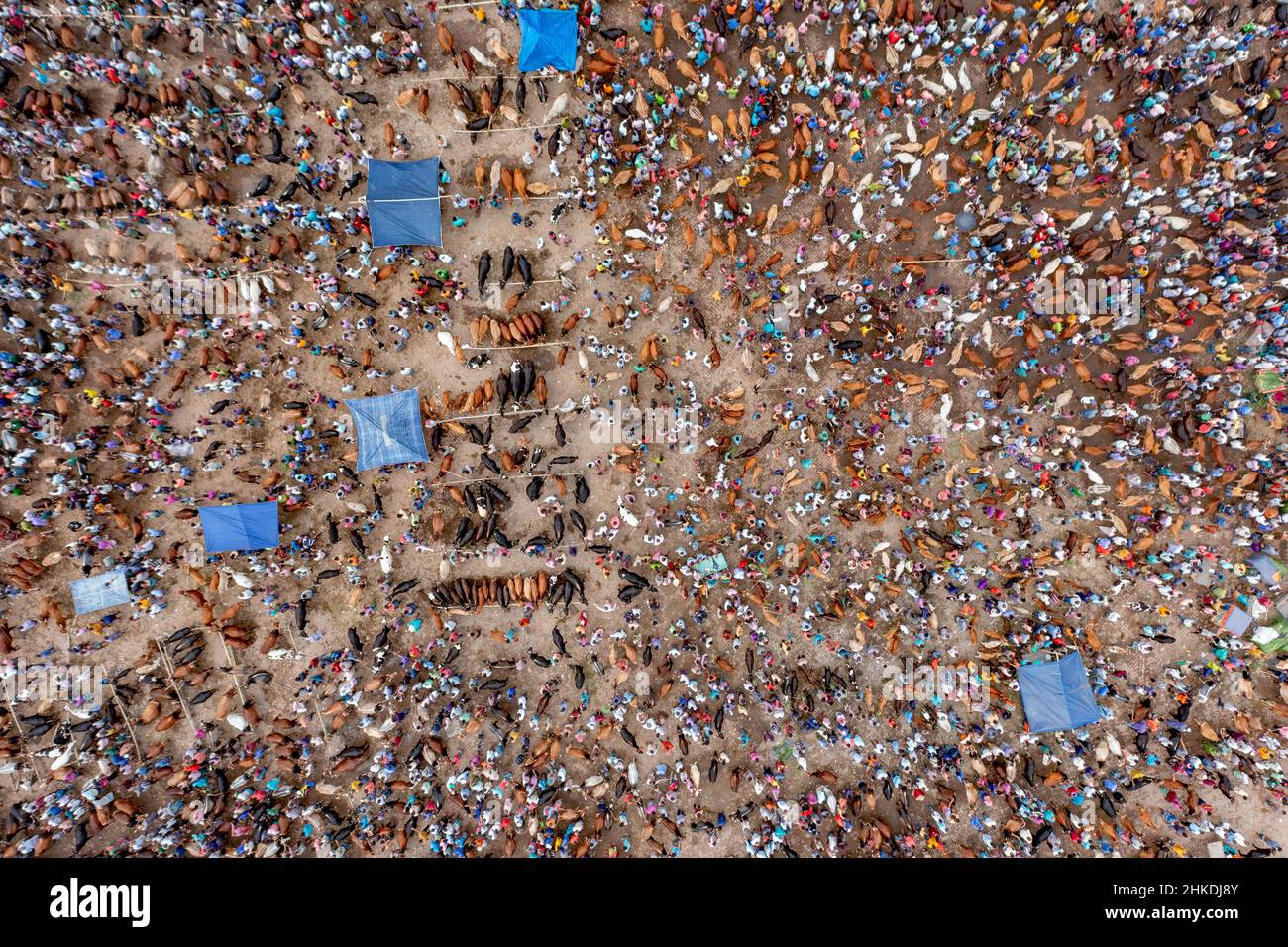 Thousands of cows are lined up to be sold at a bustling cattle market ...