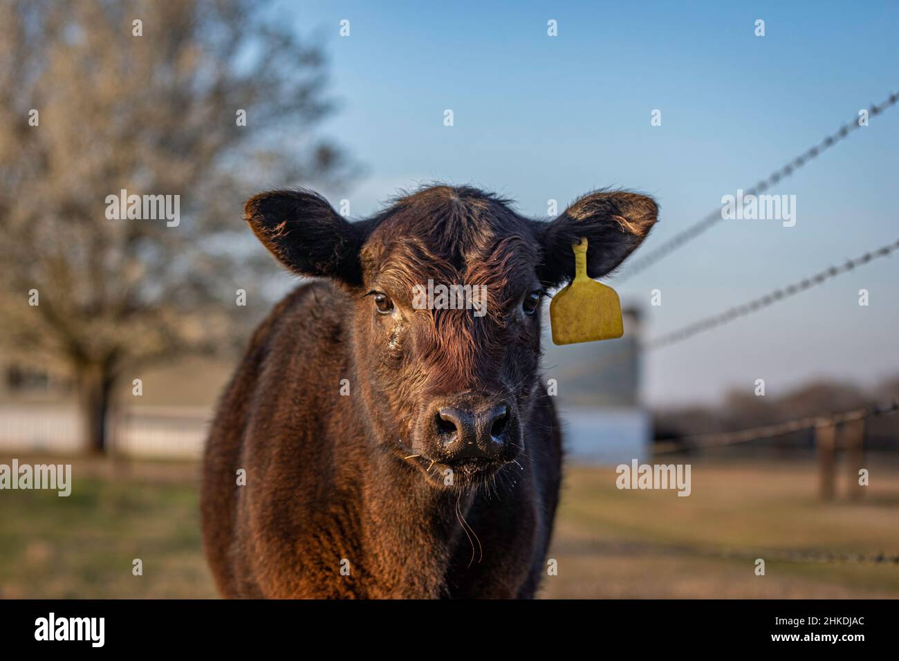 Baby Angus calf close-up looking at the camera head-on Stock Photo - Alamy