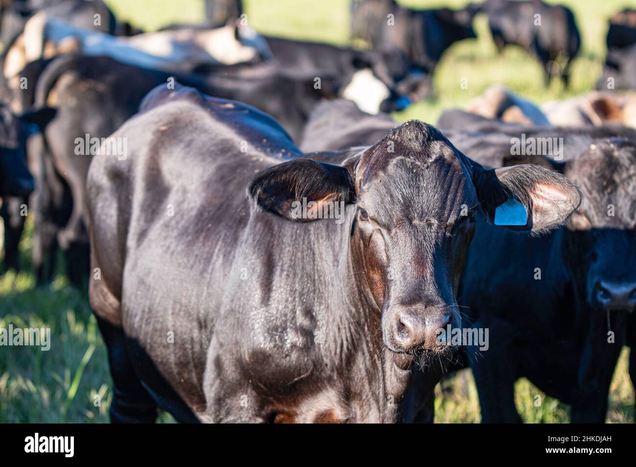Close up of an Angus cow in sunlight looking at the camera with the ...