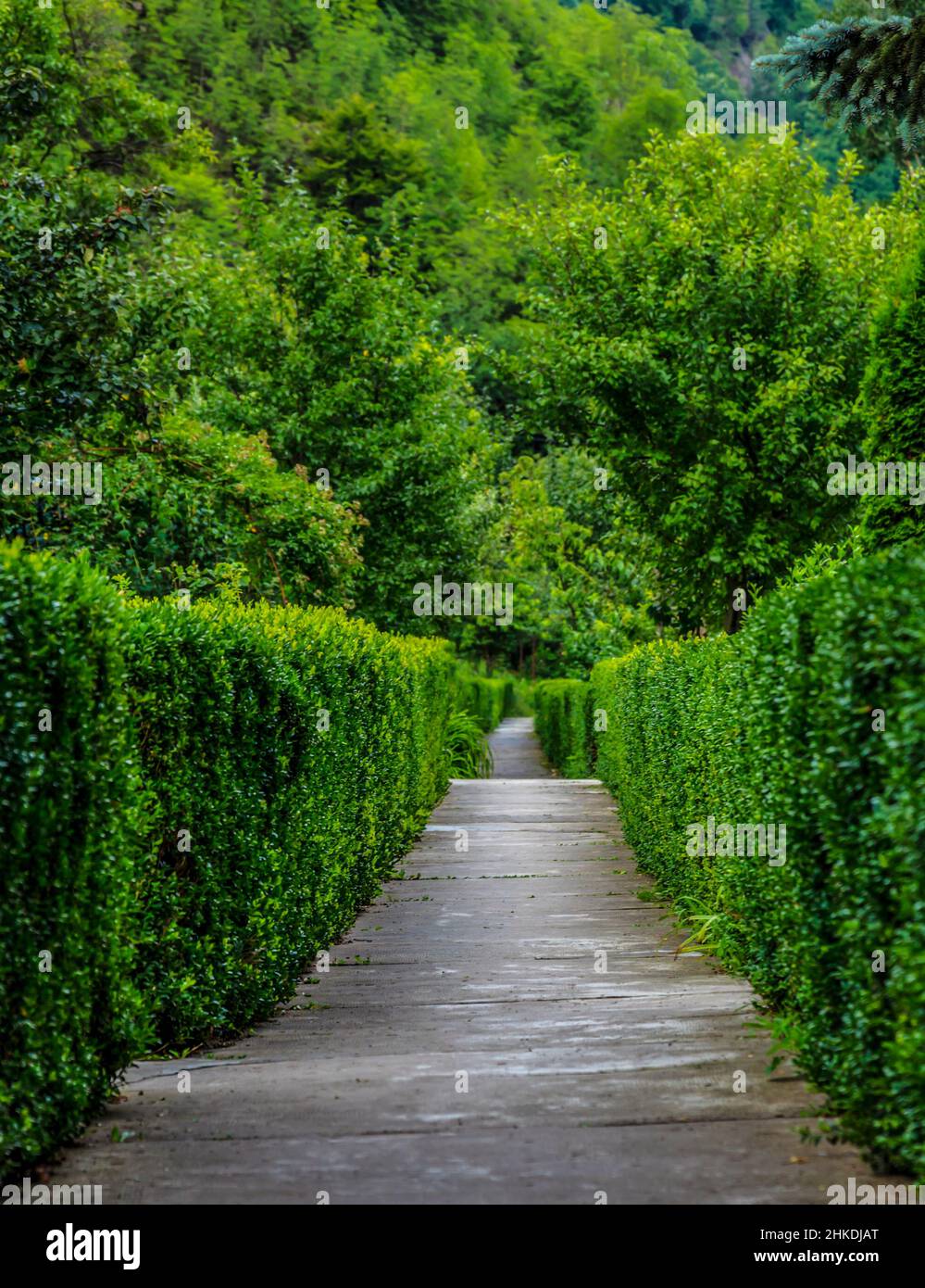 Nice perspective of a path between green vegetation outdoors Stock ...