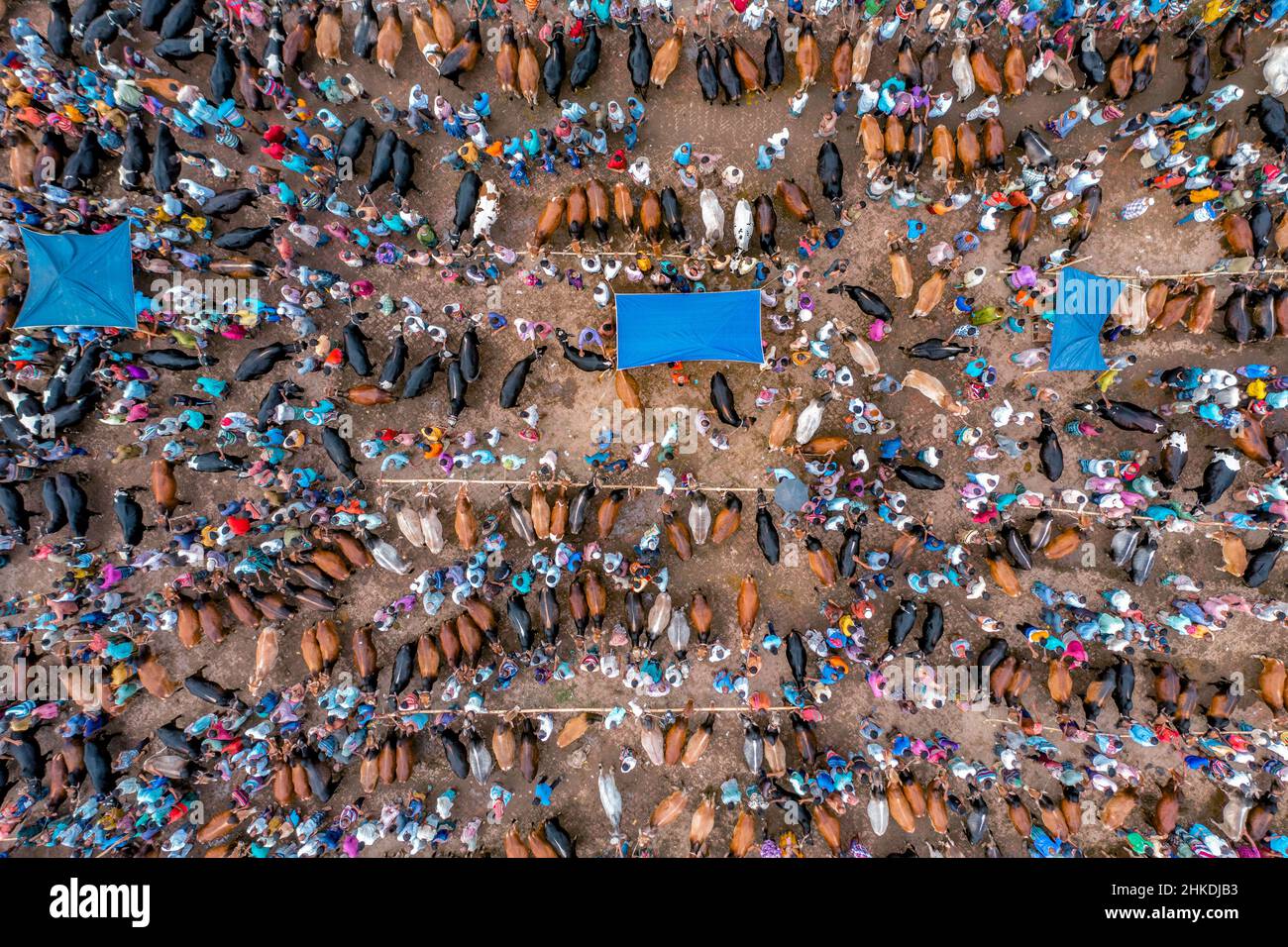 Thousands of cows are lined up to be sold at a bustling cattle market ...