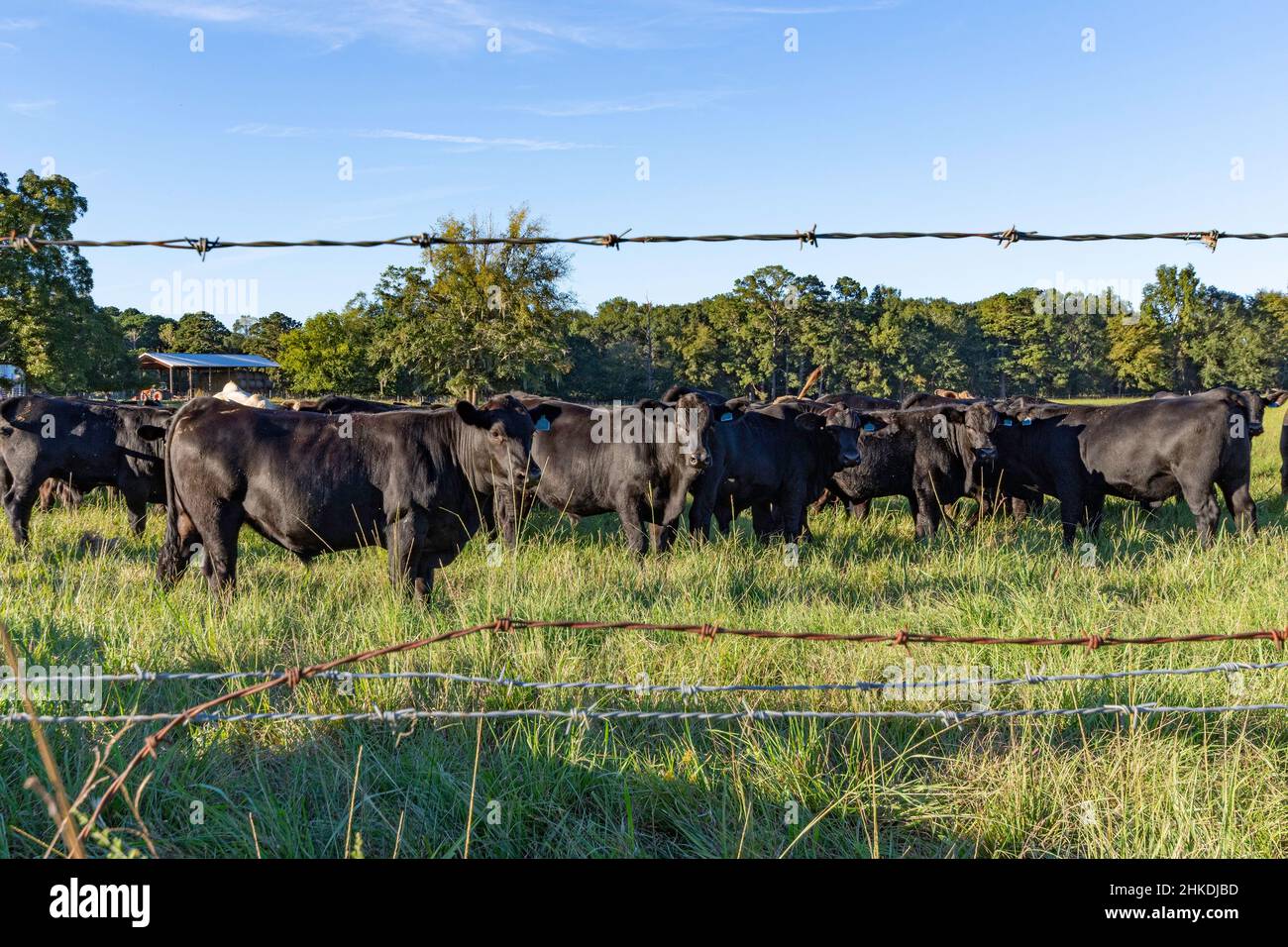 Group of black Angus heifers looking back at the camera as viewed ...