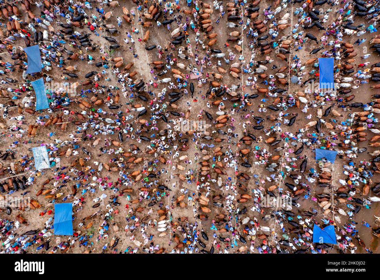 Thousands of cows are lined up to be sold at a bustling cattle market ...