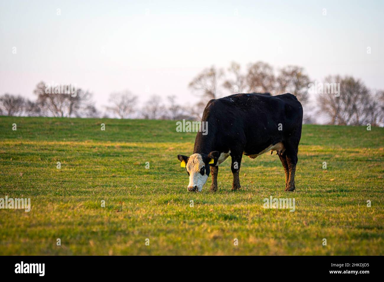 Black baldy cow hi-res stock photography and images - Alamy