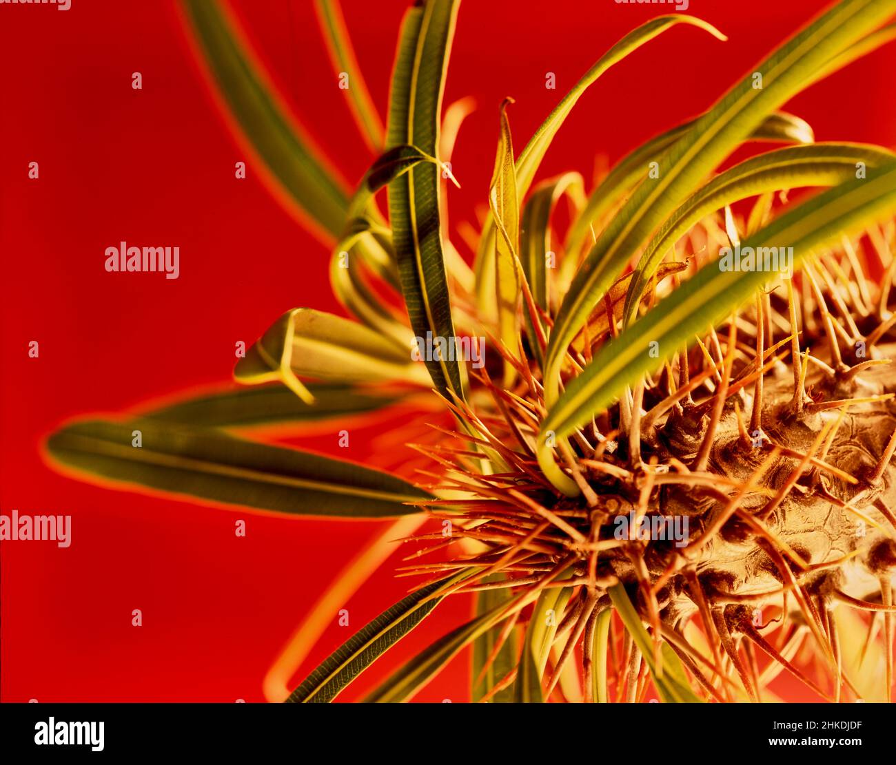 Choas, abstract patterns and textures in nature and the environment ...