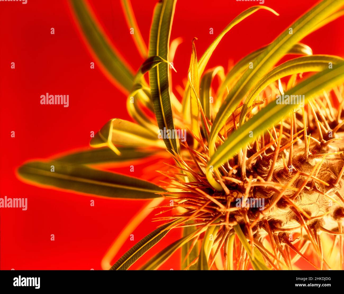 Choas, abstract patterns and textures in nature and the environment ...