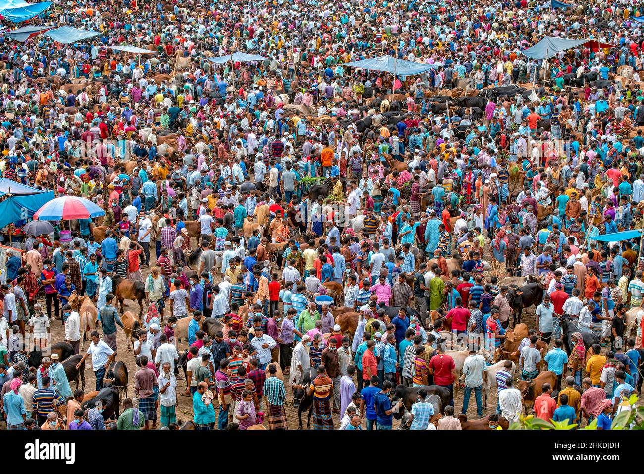 Thousands of cows are lined up to be sold at a bustling cattle market ...