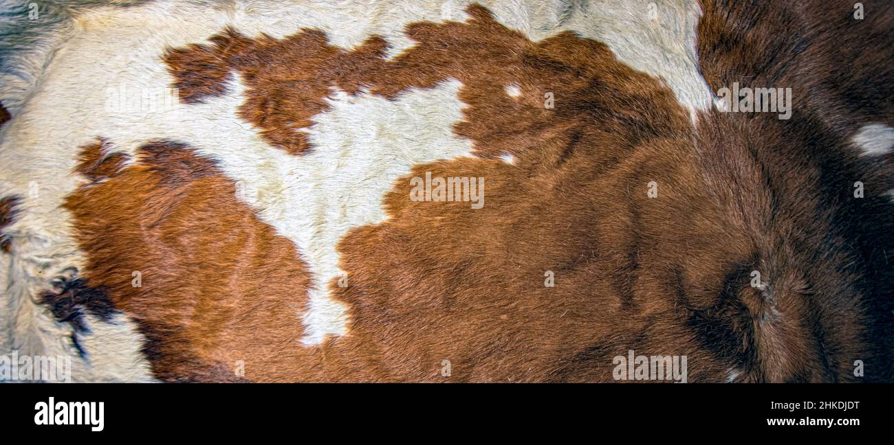 Banner background of cow hide with brown and white pattern Stock Photo ...