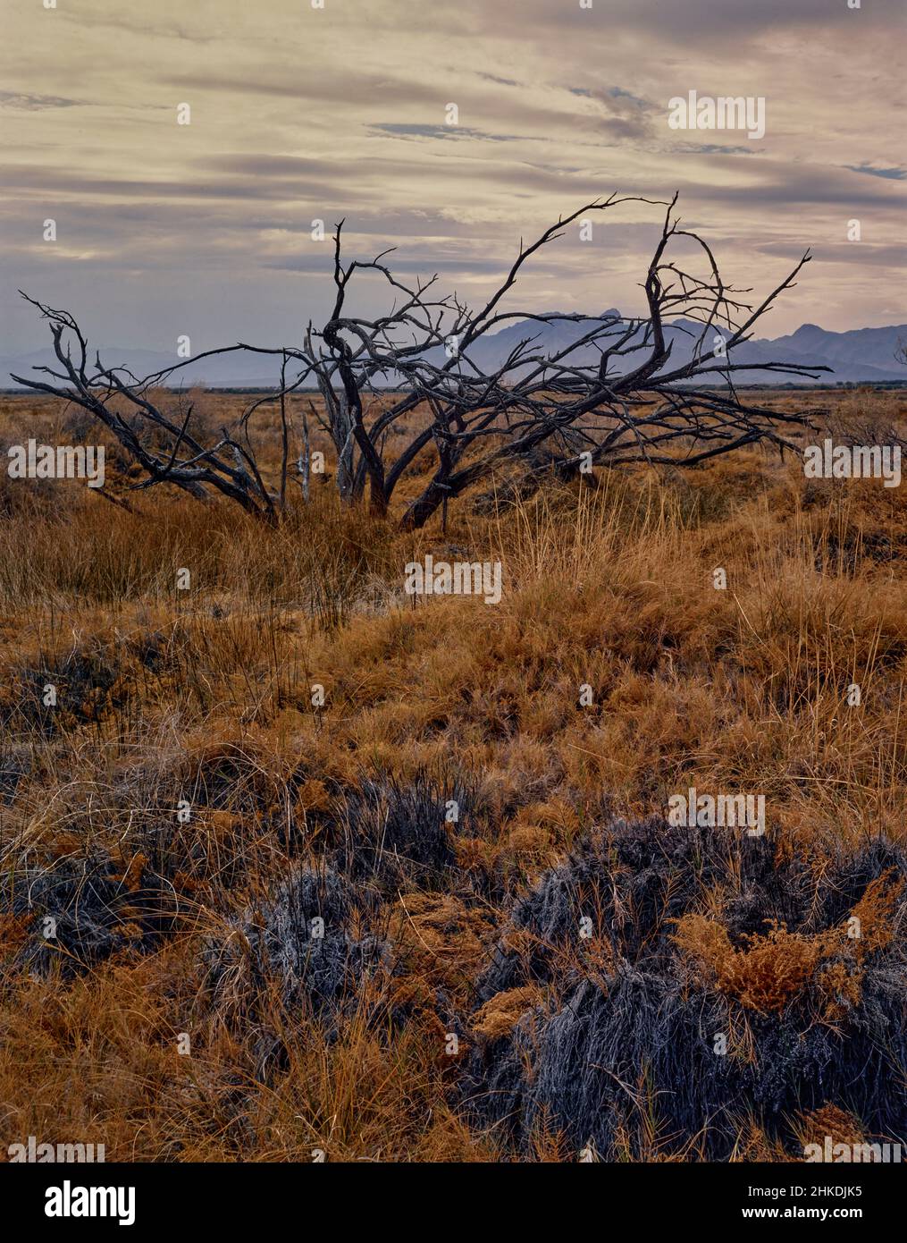 Historically useful Creasote Bush (Larrea tridentate) in a calm Nevada ...