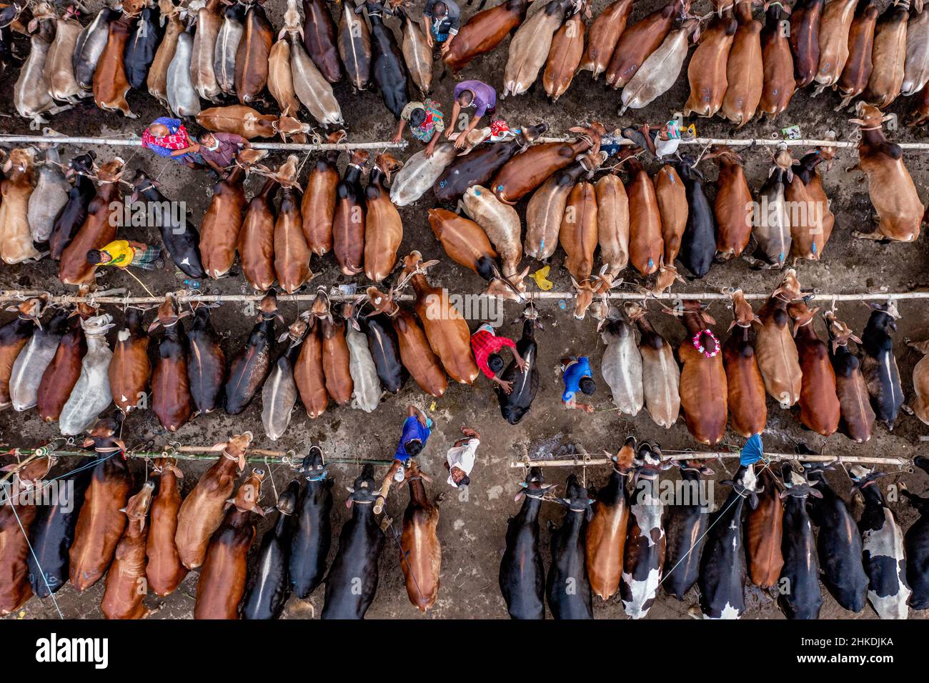 Thousands of cows are lined up to be sold at a bustling cattle market ...