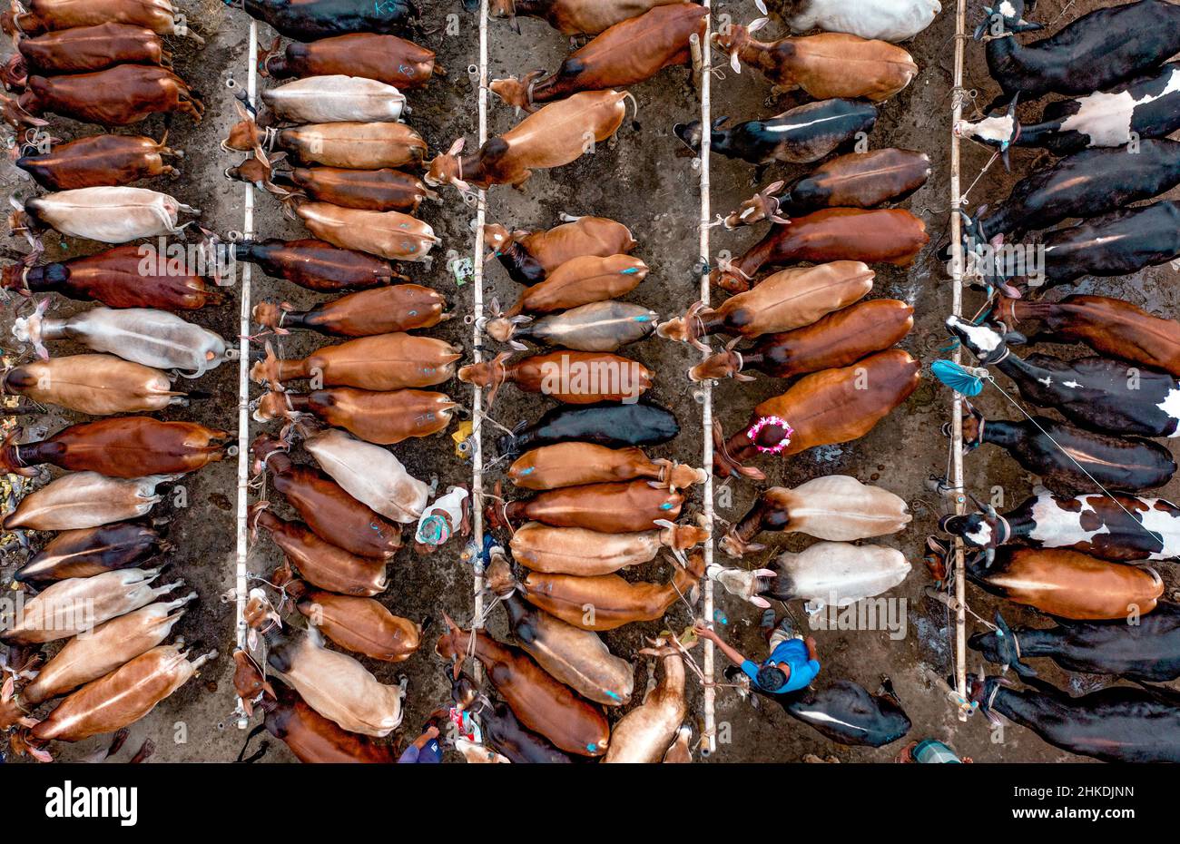 Thousands of cows are lined up to be sold at a bustling cattle market ...