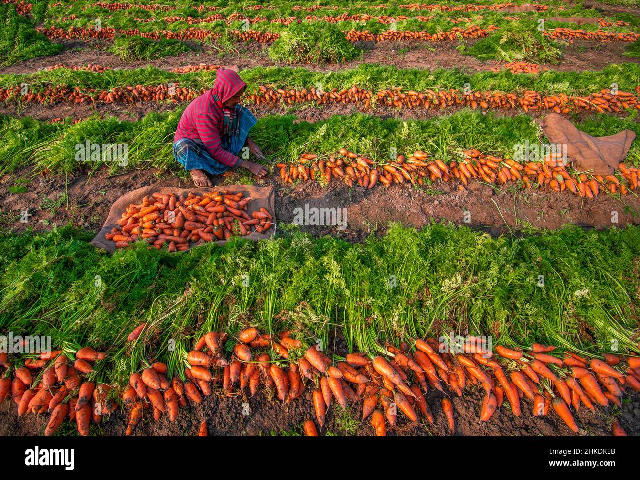 Farmers are washing and processing carrots Stock Photo - Alamy