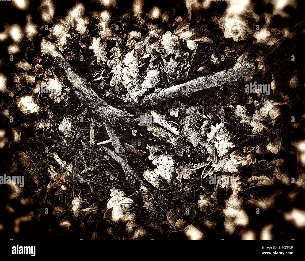 Patterns and textures in nature, intimate landscape of tree patterns ...