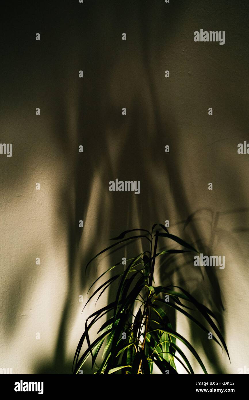 Shadow of an ornamental plant on the wall Stock Photo - Alamy