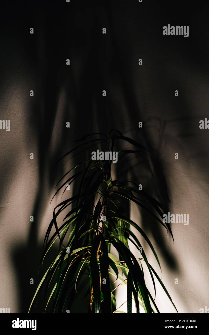 Ornamental plant with a huge shadow on the wall Stock Photo - Alamy