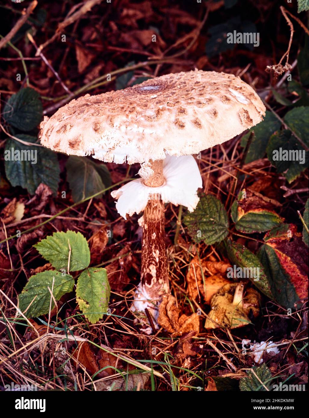 Close-up natural environmental portrait of fungi as symbols of life ...
