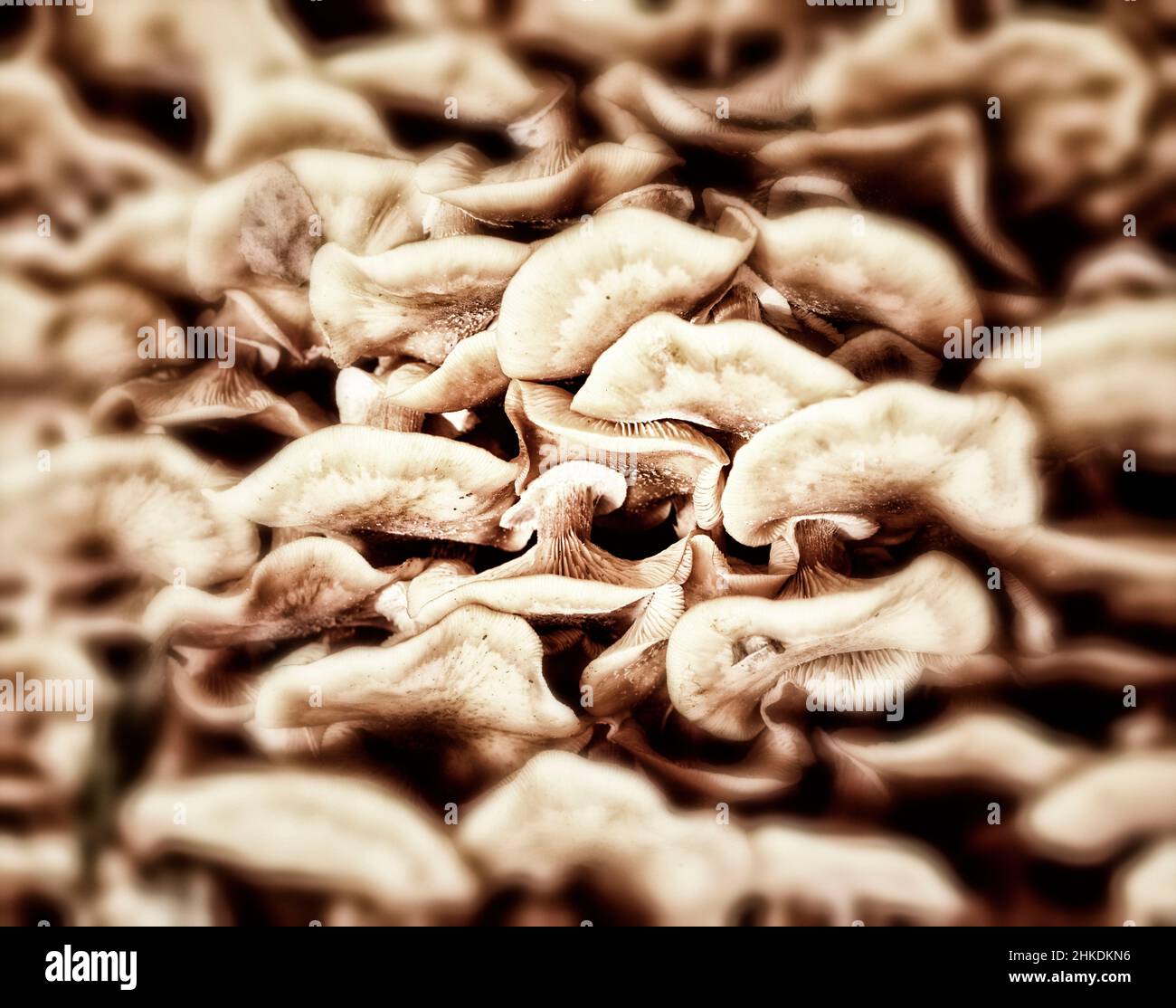 Choas, abstract patterns and textures in nature and the environment ...