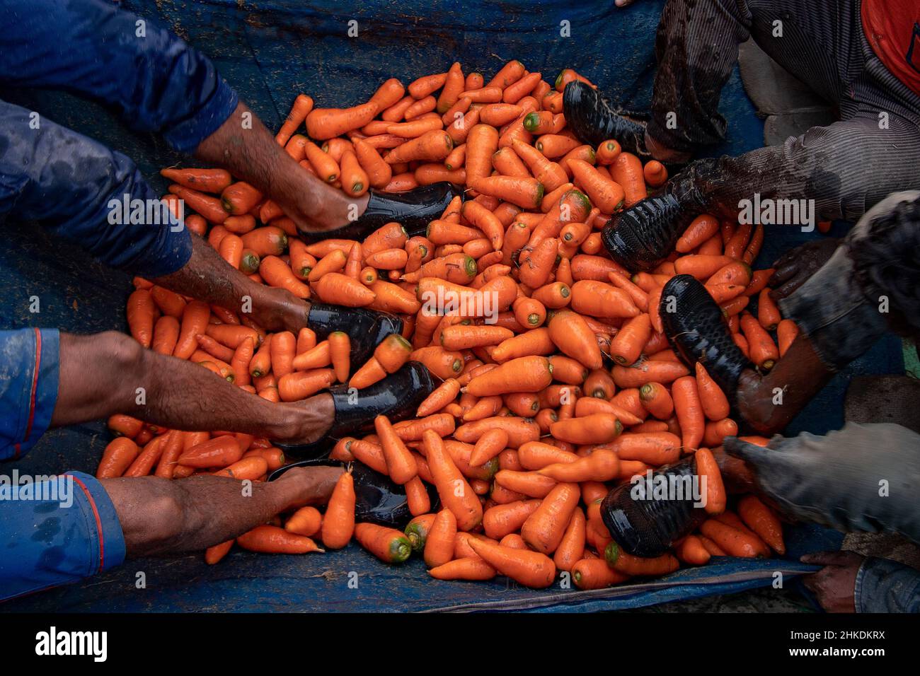 Farmer washing freshly picked hi-res stock photography and images - Alamy
