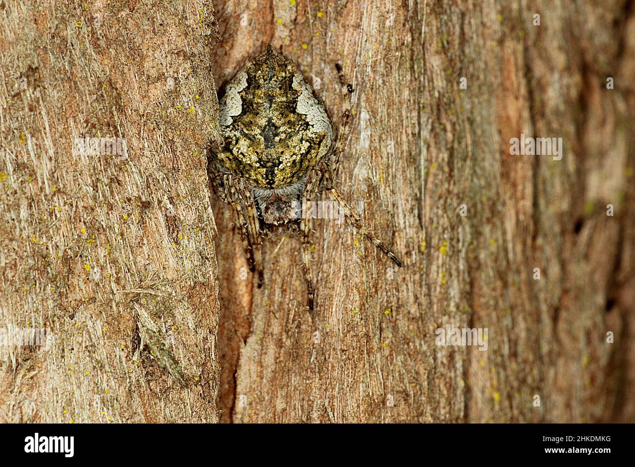 Knobbled orb weaver (Eriophora pustulosa) concealed amidst lichen Stock ...