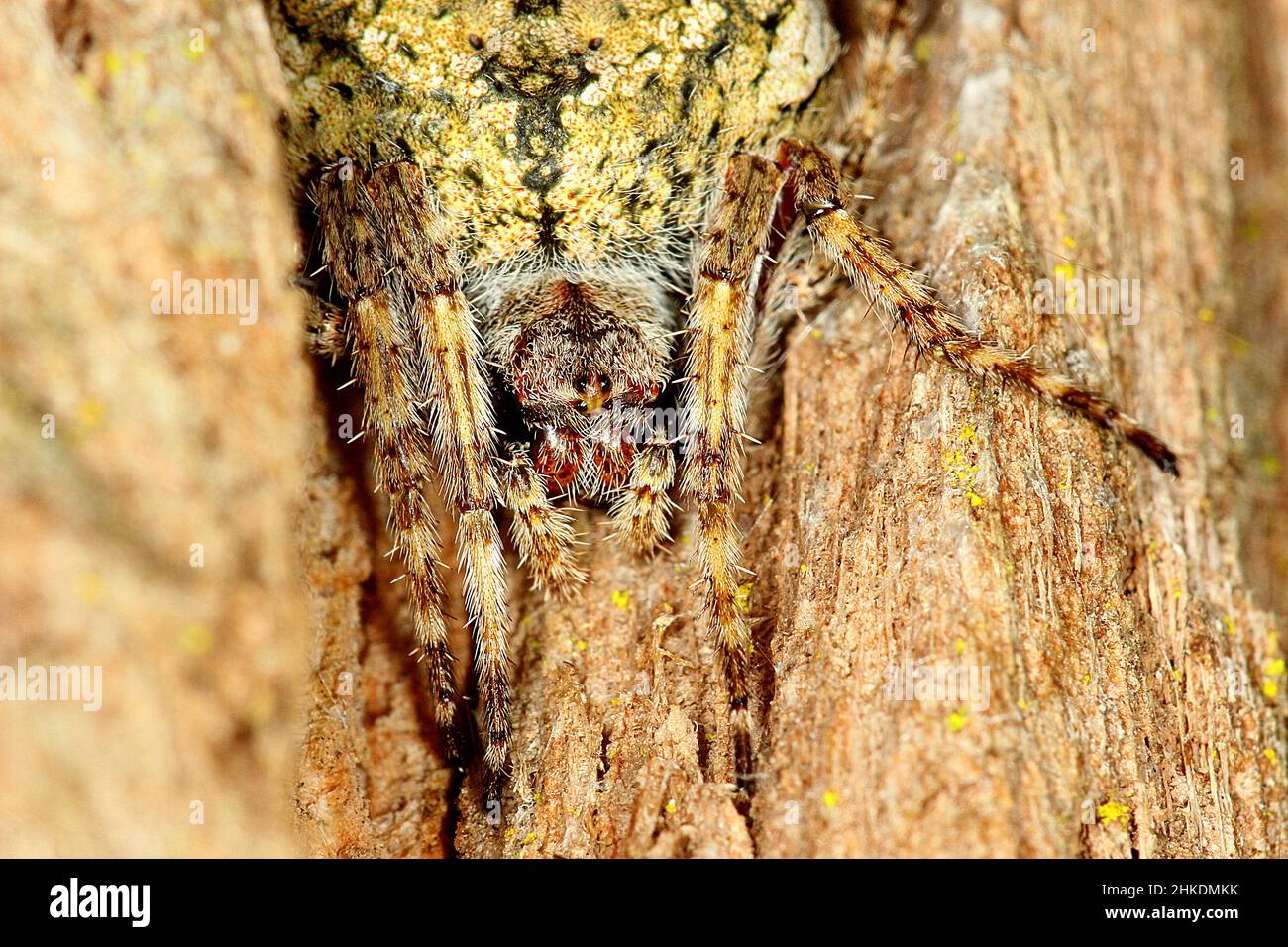 Knobbled orb weaver (Eriophora pustulosa) concealed amidst lichen Stock ...