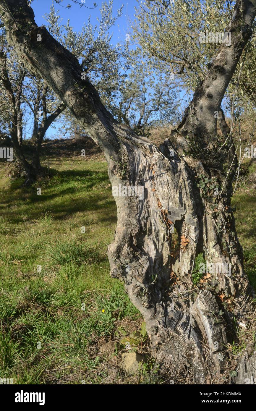 Olive farming hi-res stock photography and images - Alamy