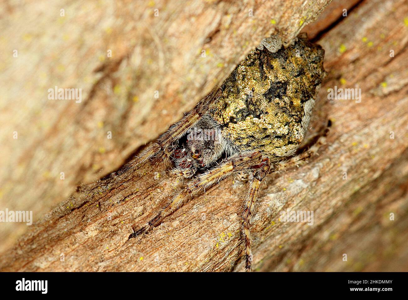 Knobbled orb weaver (Eriophora pustulosa) concealed amidst lichen Stock ...